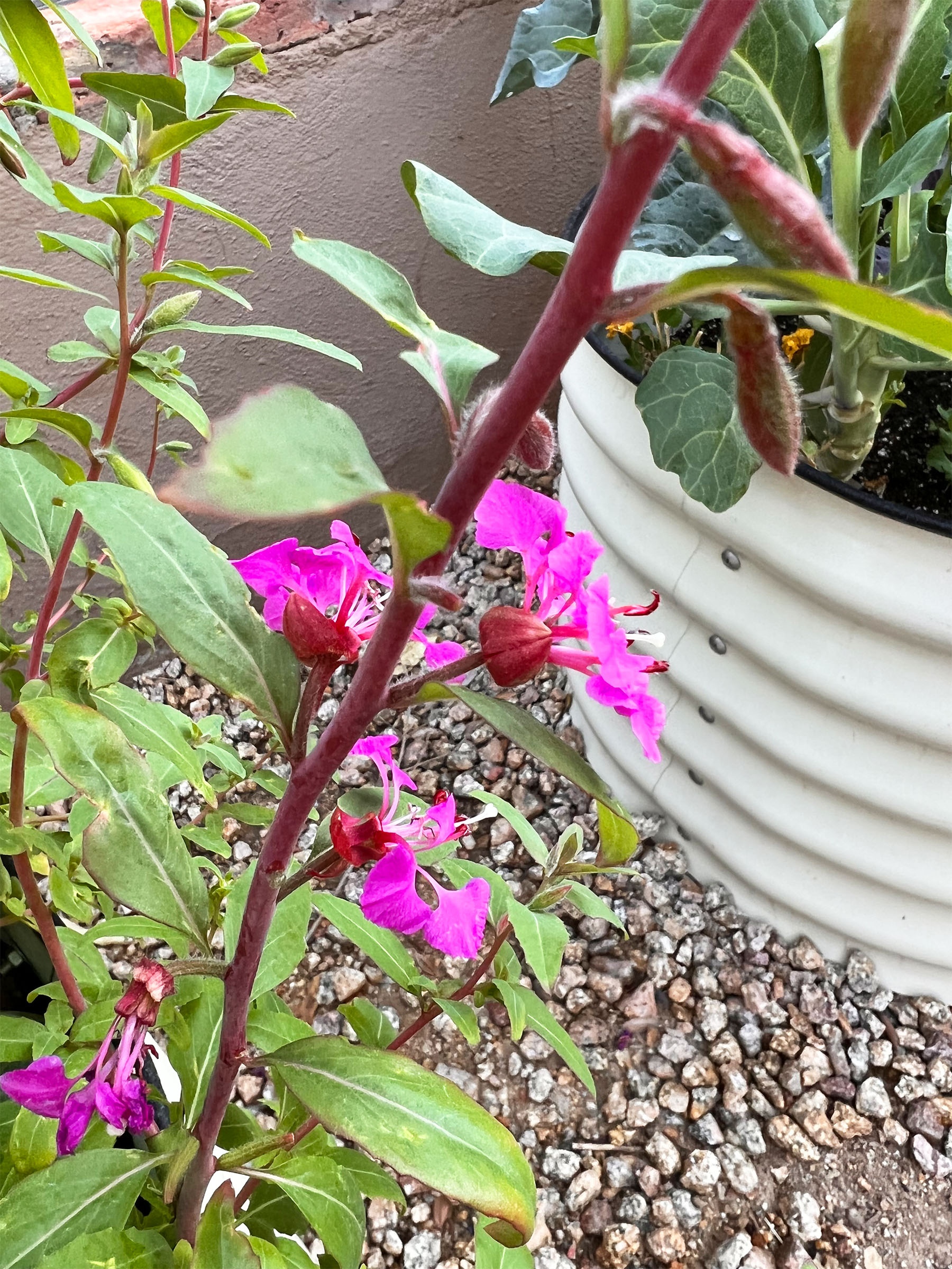 Elegant Clarkia - AZ Container Garden